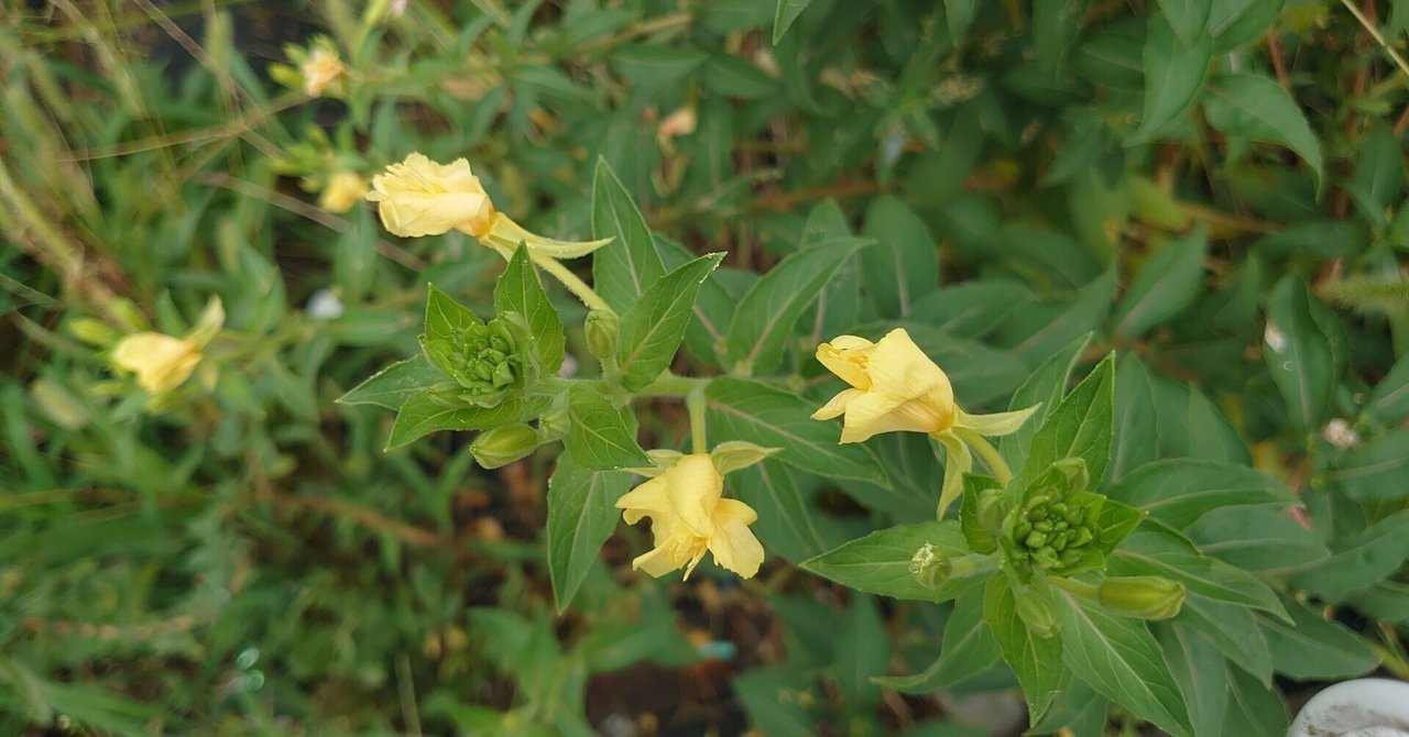 マリみてSS「Evening Primrose」｜はねおか