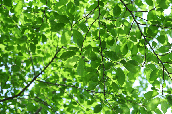 INOUE Tomohiro｜note