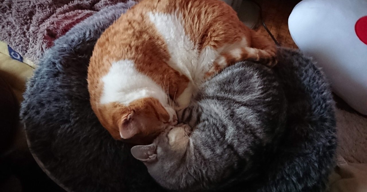 奇跡講座WB実践133 私は無価値なものに価値を置かない｜(Linp&Ruru)本当の自分を知り、本当の自分として生きる｜note