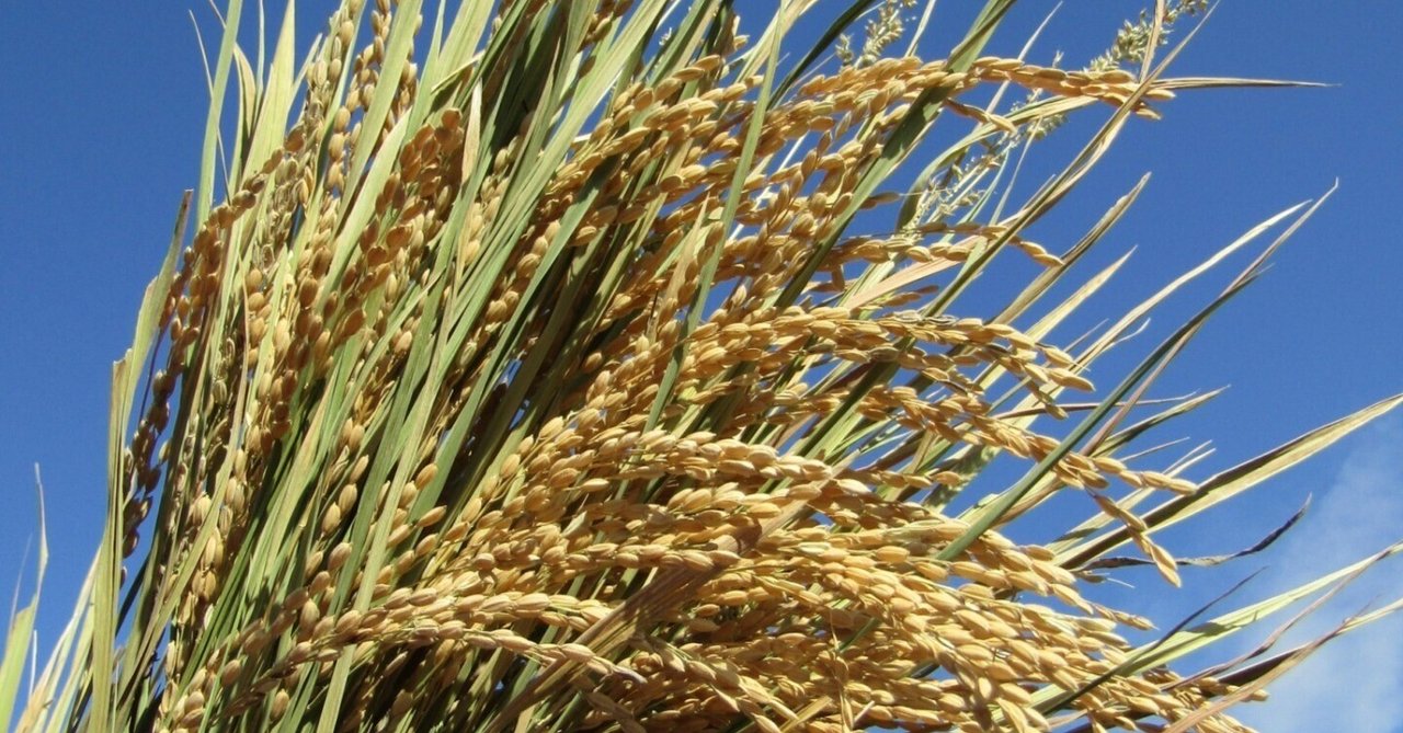 収穫の秋なので、note再開します｜tanpro-lab