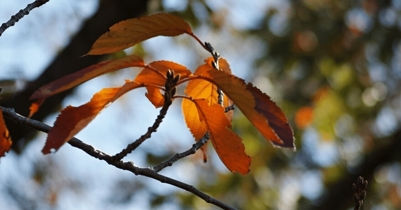 ☆11/13 桐生4R 16:44☆｜みるく｜note