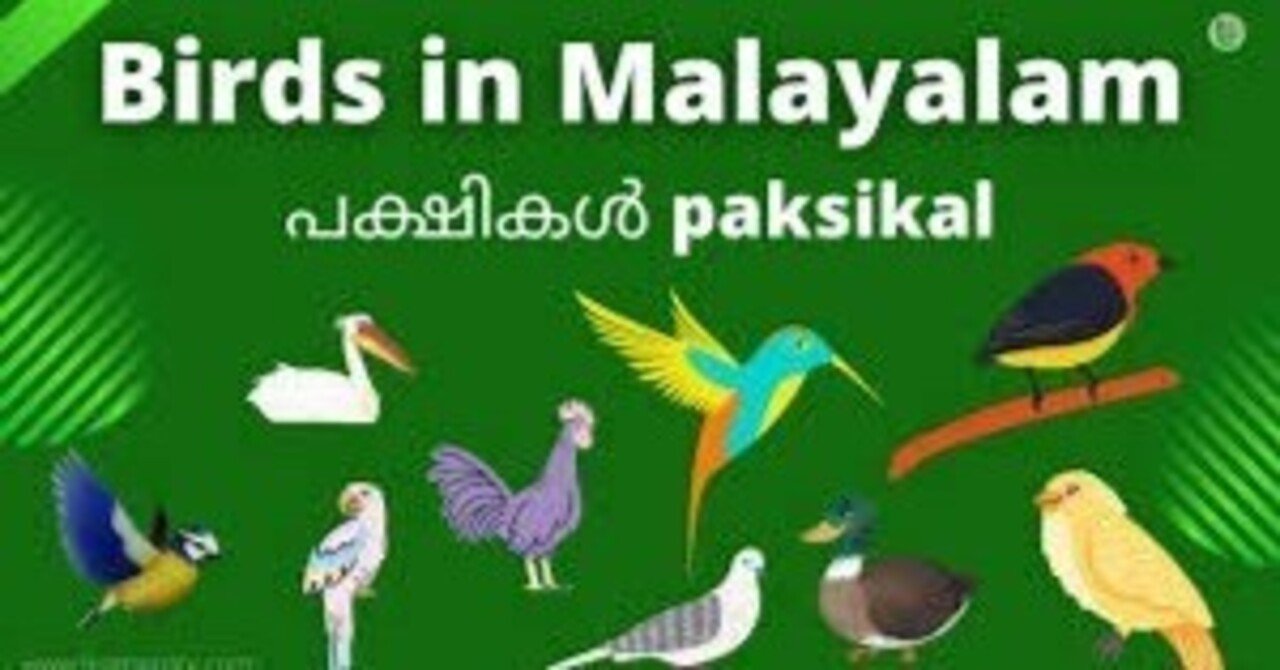 マラヤーラム語を学ぼう ｜今日のことば 13｜Pavanayi