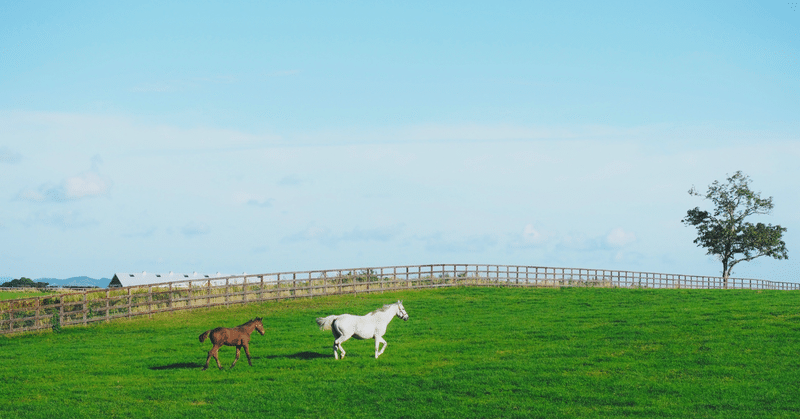 【マイルチャンピオンシップ2022】1週前追い切り評価🐎｜webwriter_U｜note