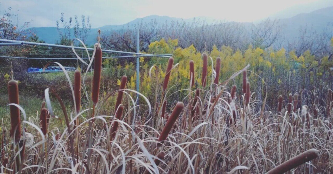 それもまた防御の一つ。｜nobiko.nobiko