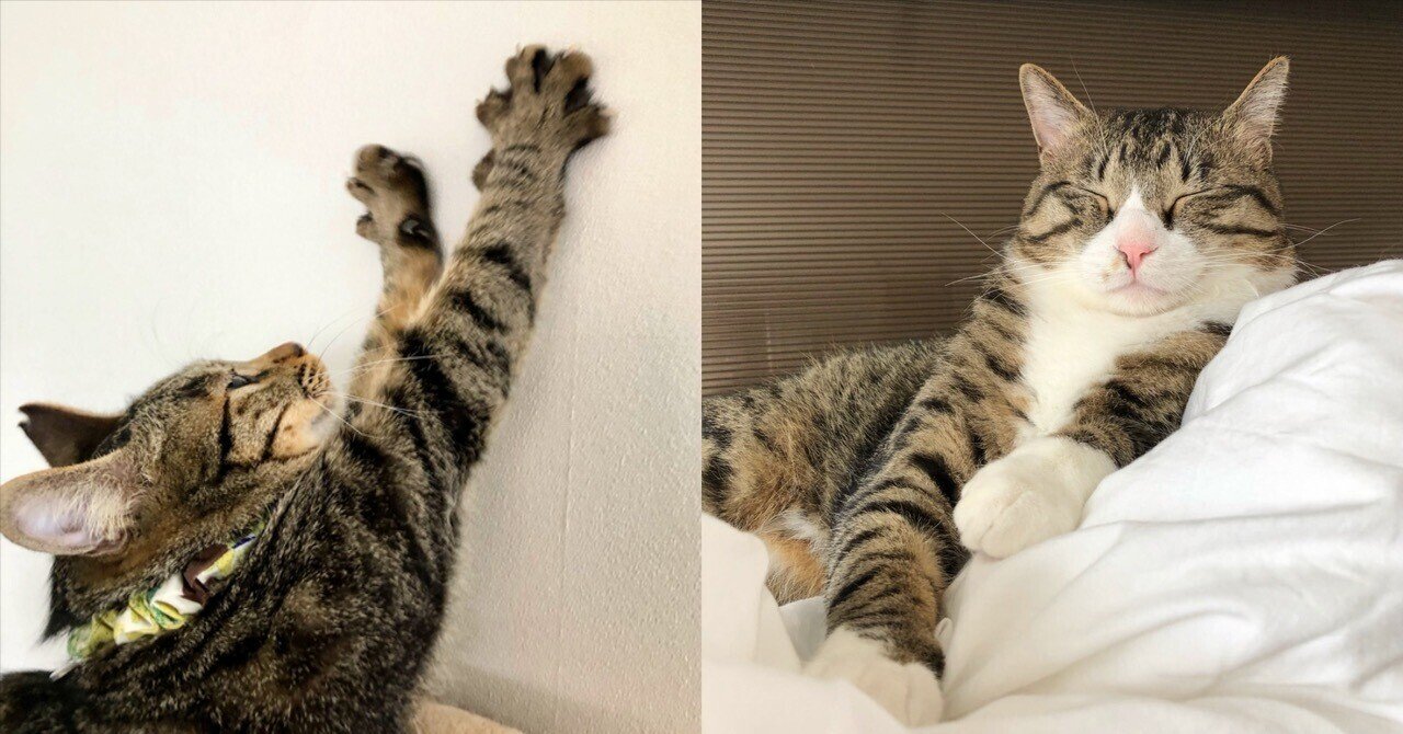 cat photo 1651 ~ 1675｜大村理文