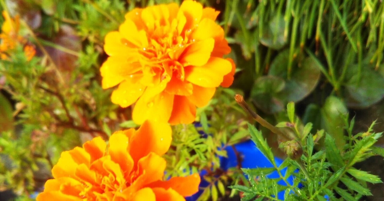 まだ咲くのか？！凄いなぁ！！｜TenYenBall｜note