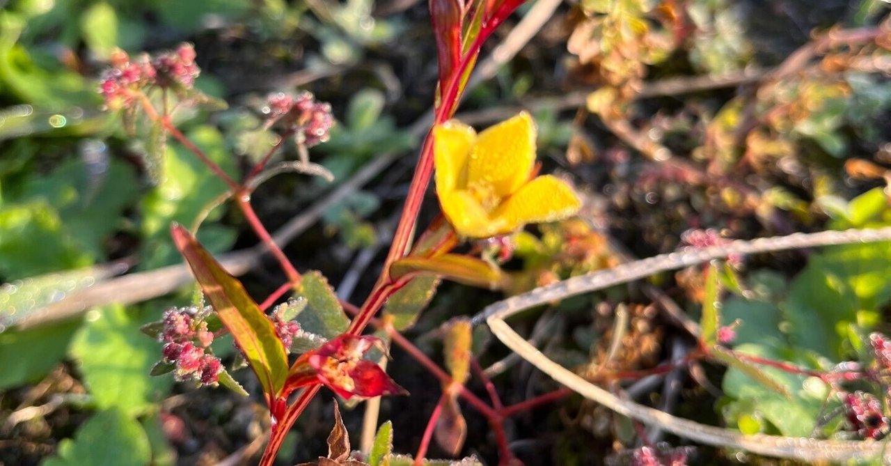 すでに完璧｜yuco｜note