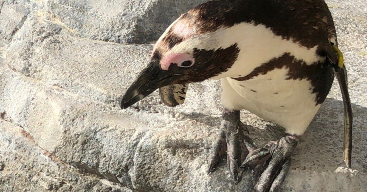 瞬間未来日記20221117｜Kazuhiro Ikeda｜note