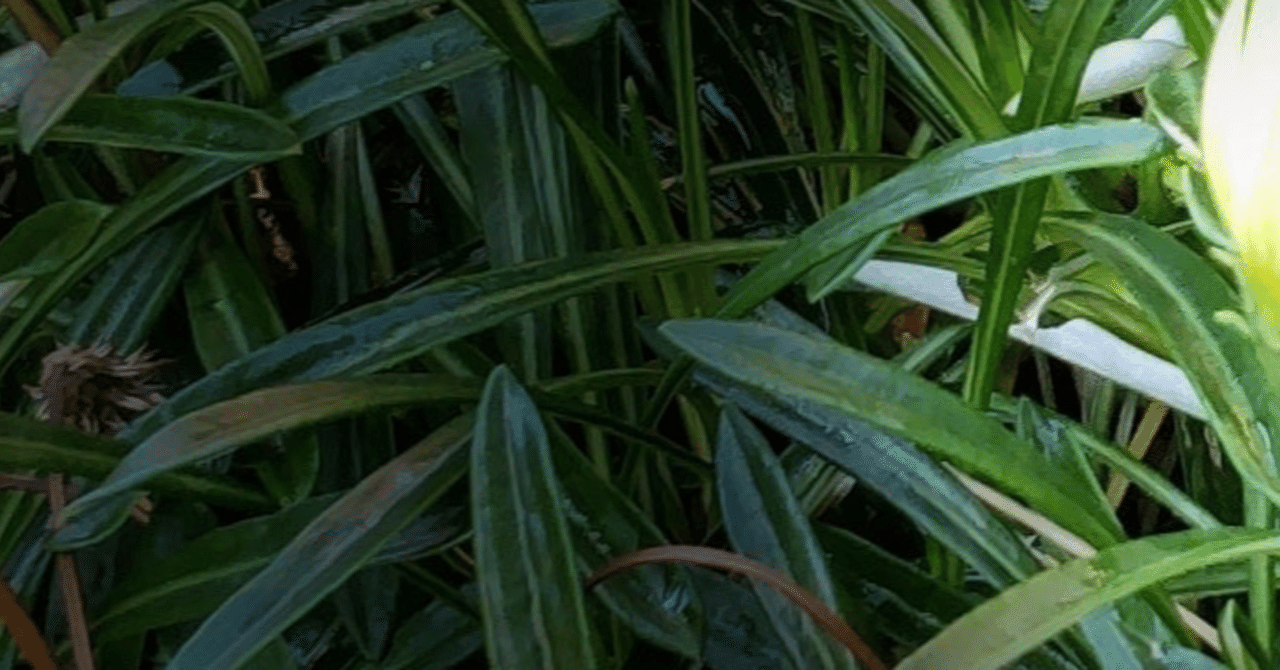 忘備録：尊厳について：嘆きのマリア｜Hito/Human｜note