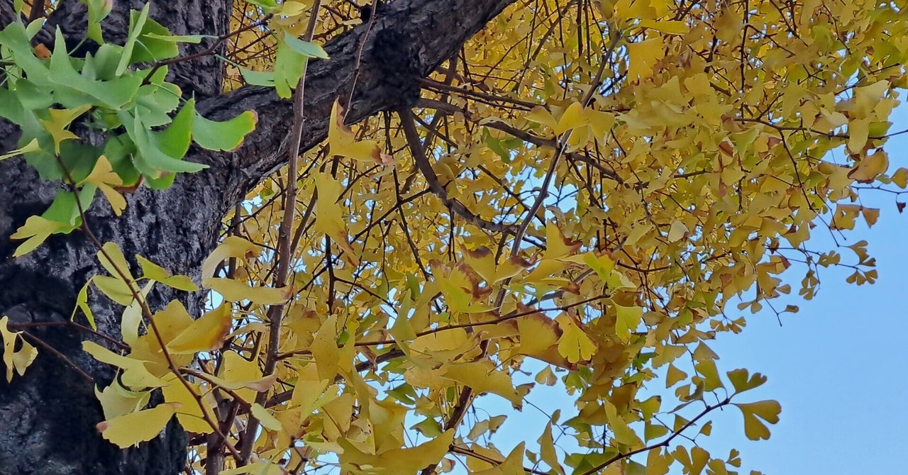 自分の感覚を信じられないのは何故だろう｜Stella garden‐ステラガーデン‐｜井藤雅子｜note