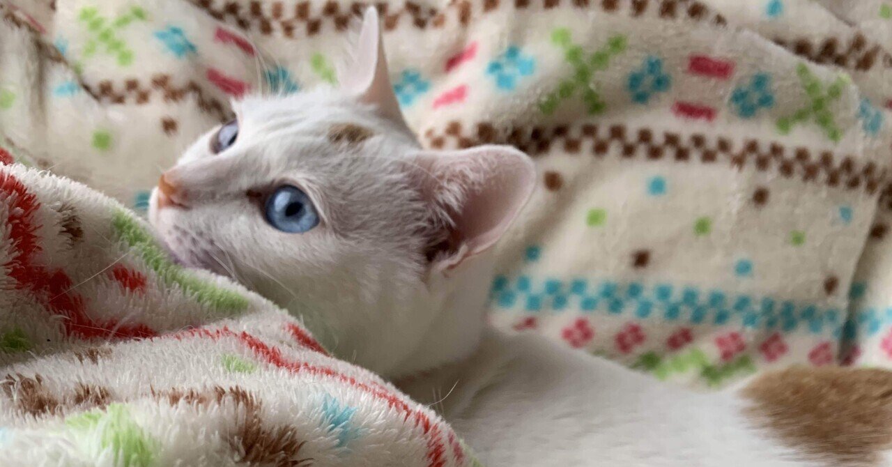 猫を撫でるも良薬｜kyo☆ko｜note