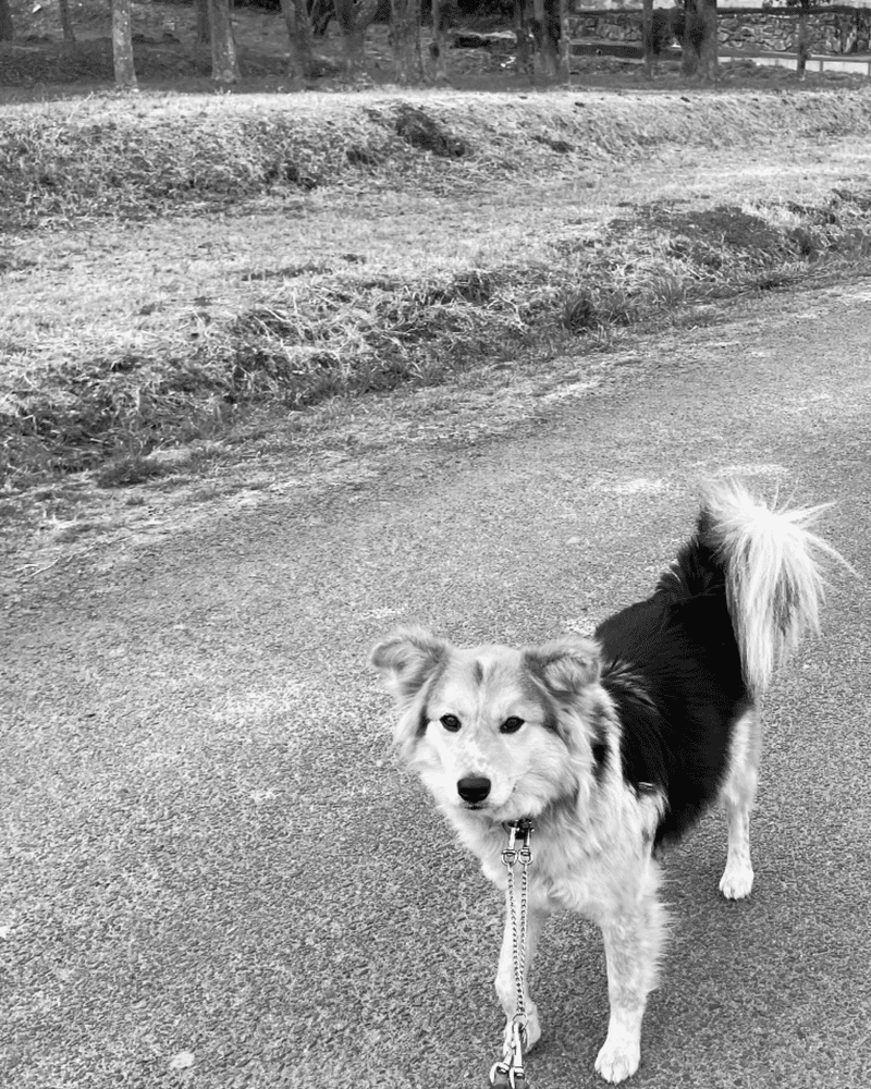 記｜go sees｜note