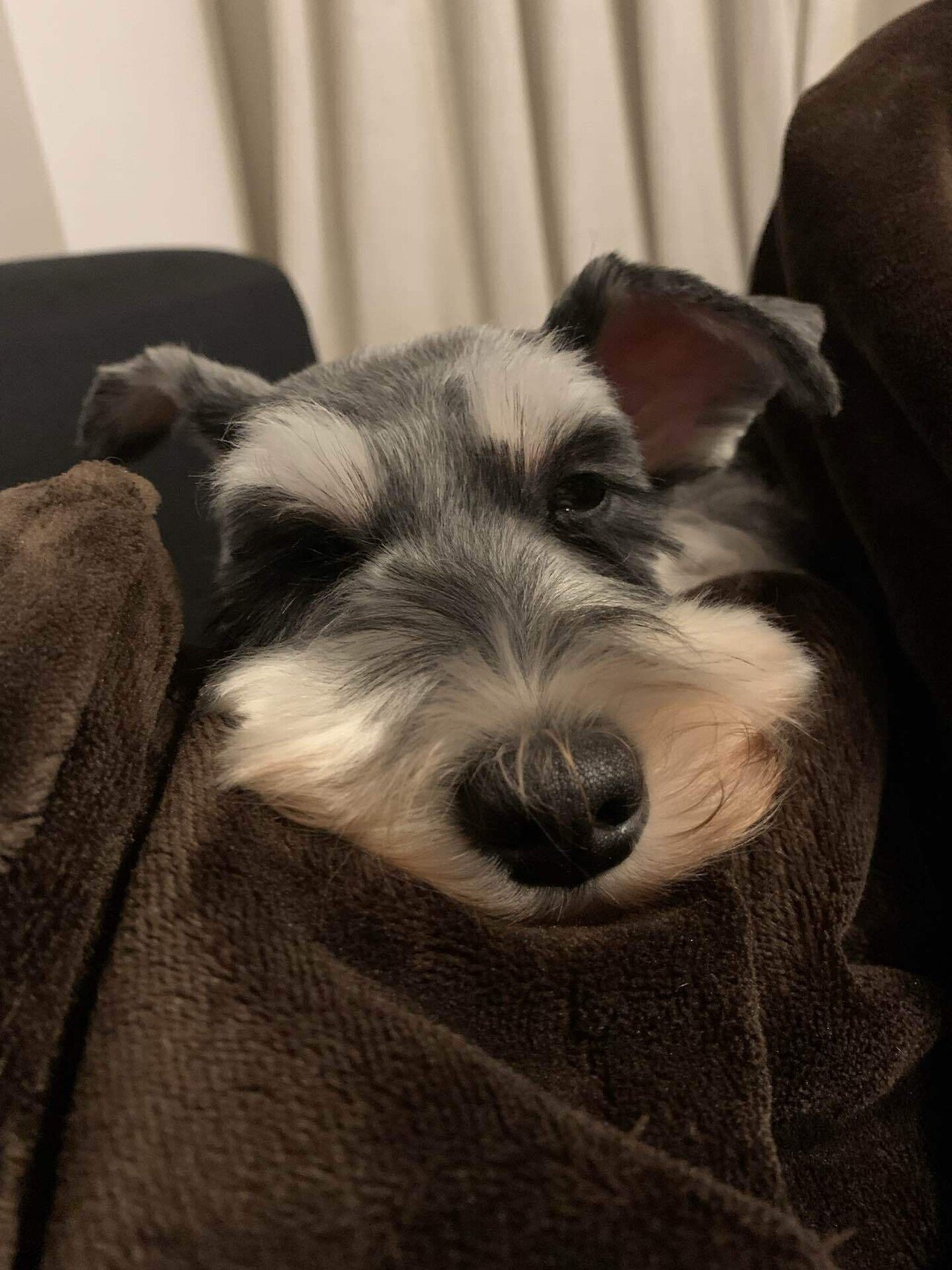 トリミング〜🐶💈｜sHunaとsAuna｜note