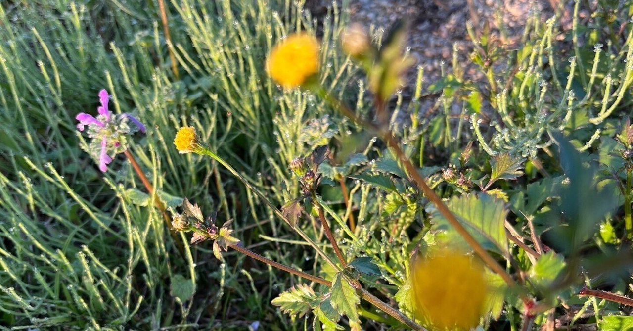 ぎんぎんギラギラ｜yuco｜note