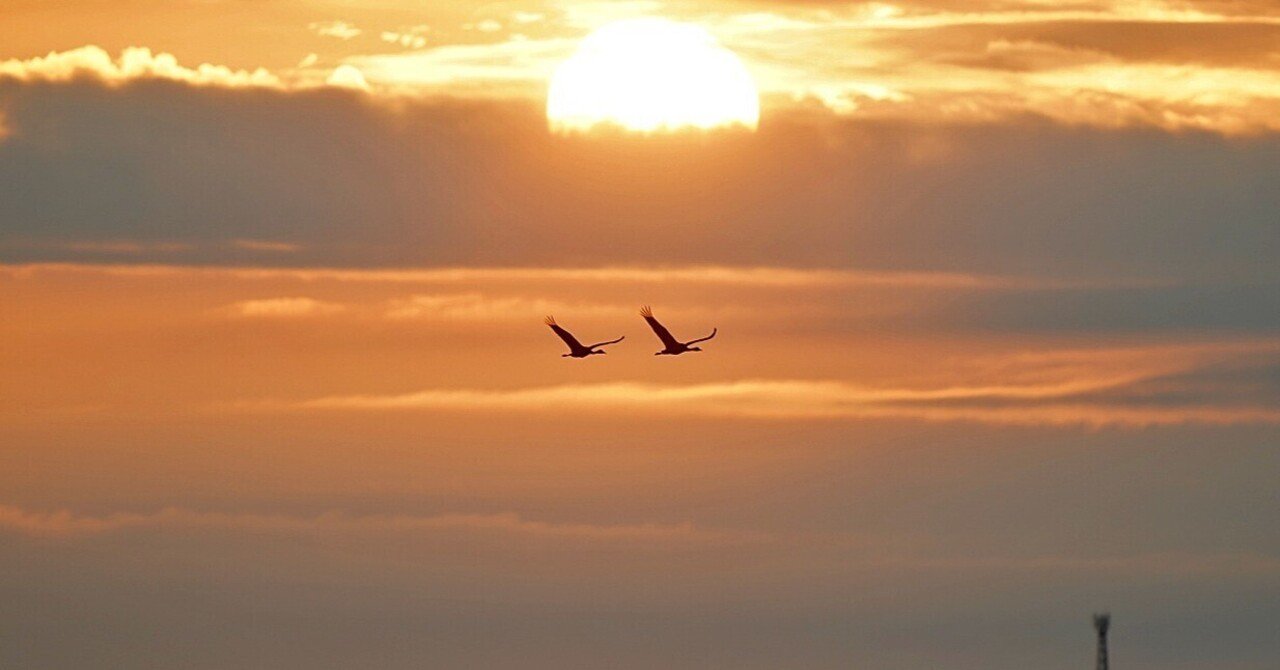 2022年11月 出水のツル｜Chacoder