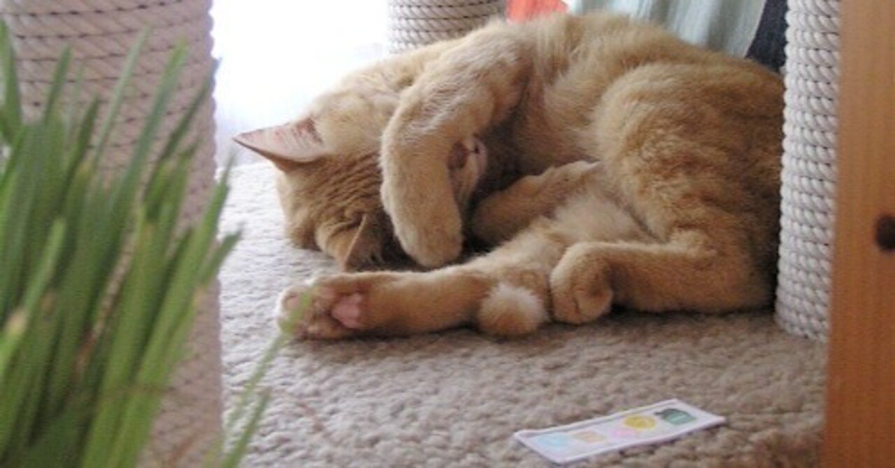 眠い｜marimo's JOURNAL｜note