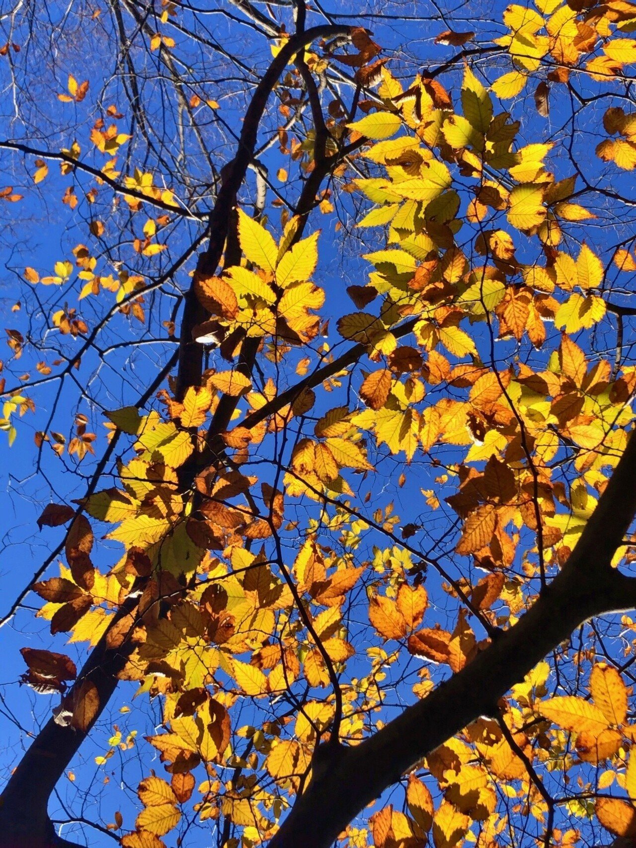 そろそろ紅葉も終わり。｜team_ueno｜note