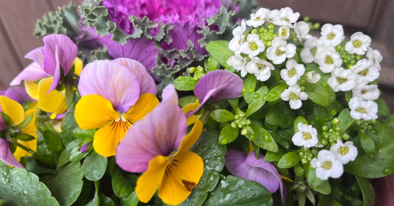 今日の1枚（2022/11/24）｜Chikako