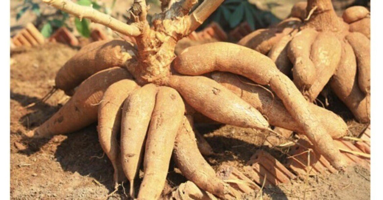 マラヤーラム語を学ぼう ｜今日のことば 26｜Pavanayi