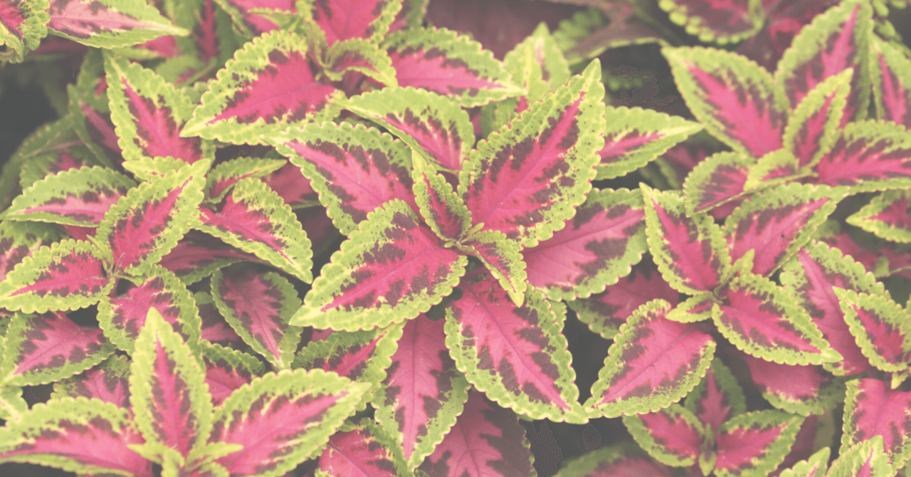 コリウス｜nanase_mao｜note