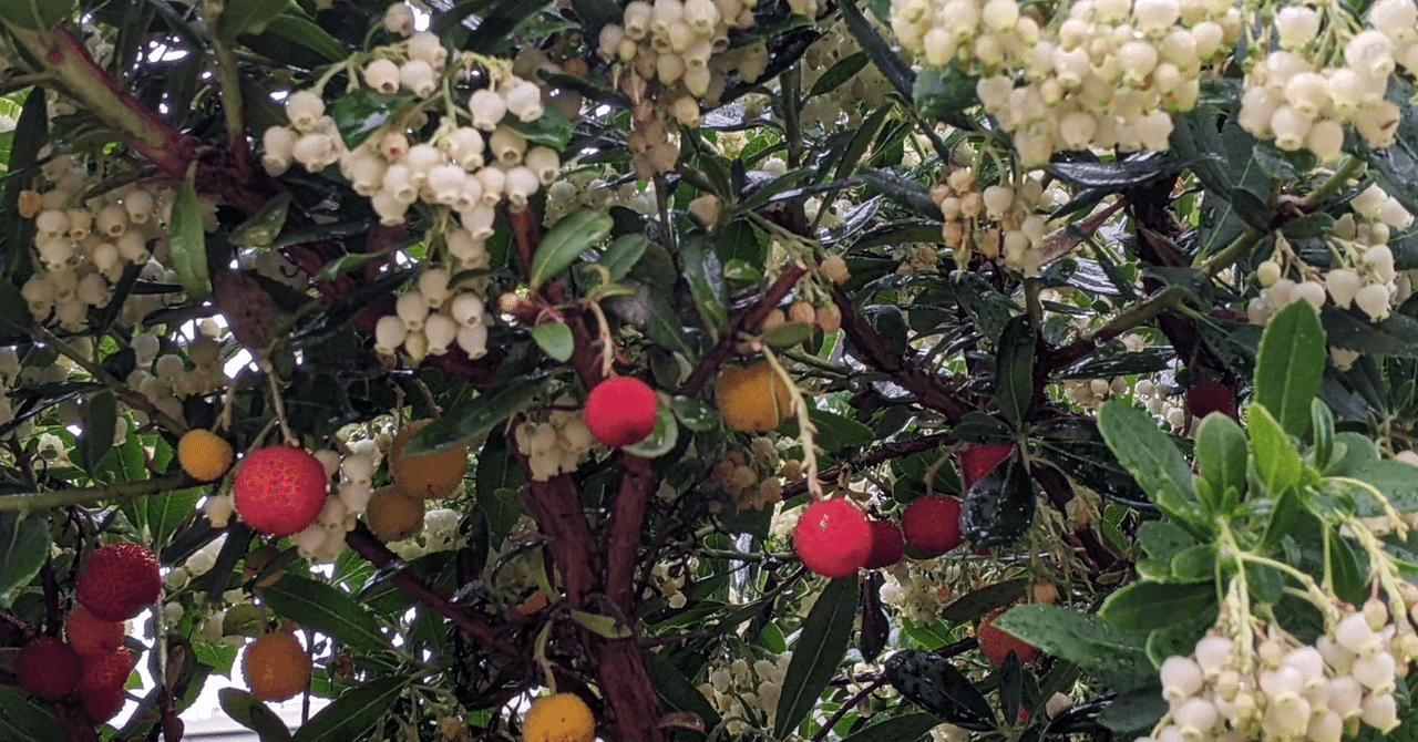 GCRで復活した共和国：2022年11月26日からの特報。MarkZ「11月26日（土）: 来週11月30日（水）夜から12月1日（木）朝に ...