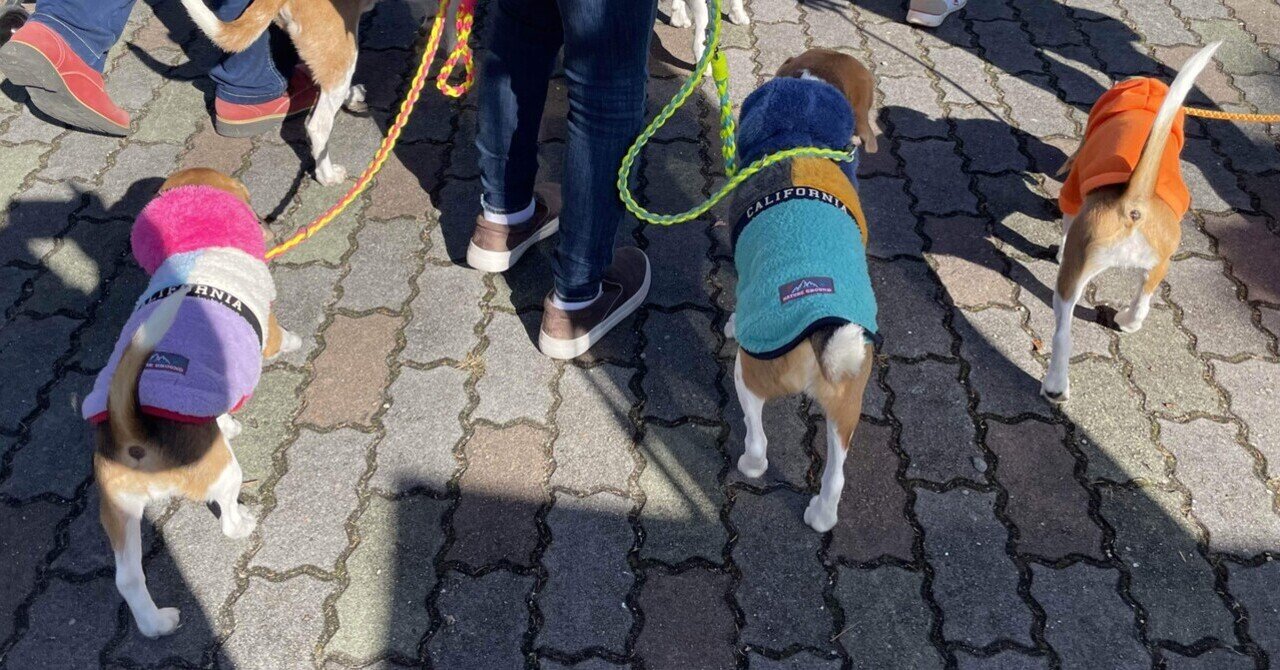 もっとドック、フェス？｜いなばだいすけ｜note