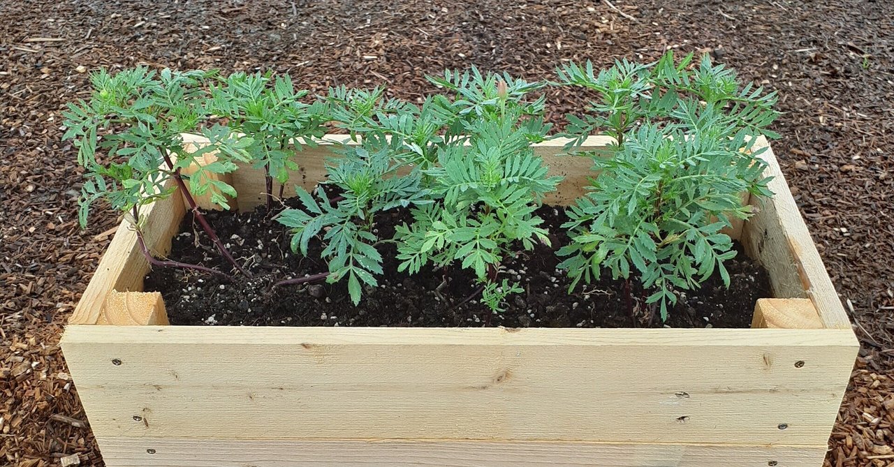 『木育ゼロイチ』｜Hiroshi Sumiyama / Cedar Kitayama Kyoto 代表