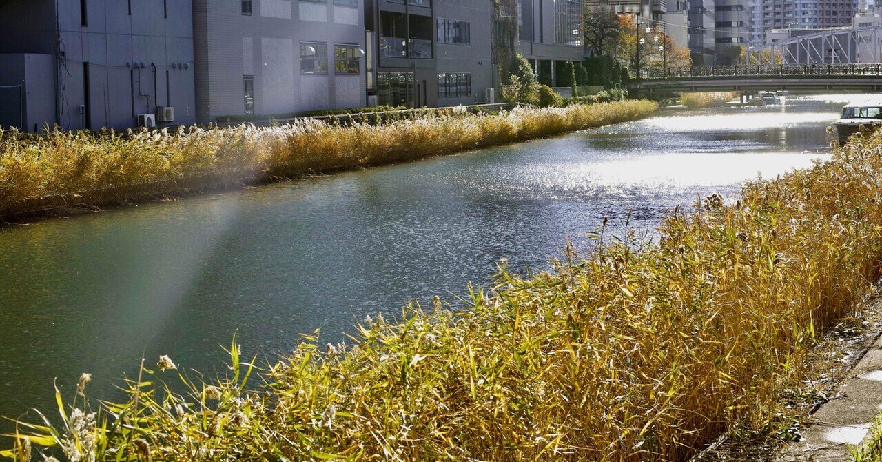 葦と川、光と影｜kuno_yasuhiro