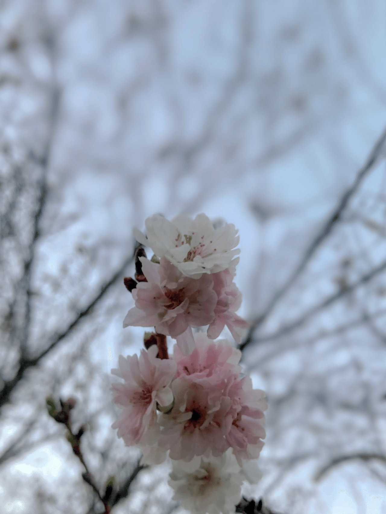 一粒万倍日の桜|洋介|note