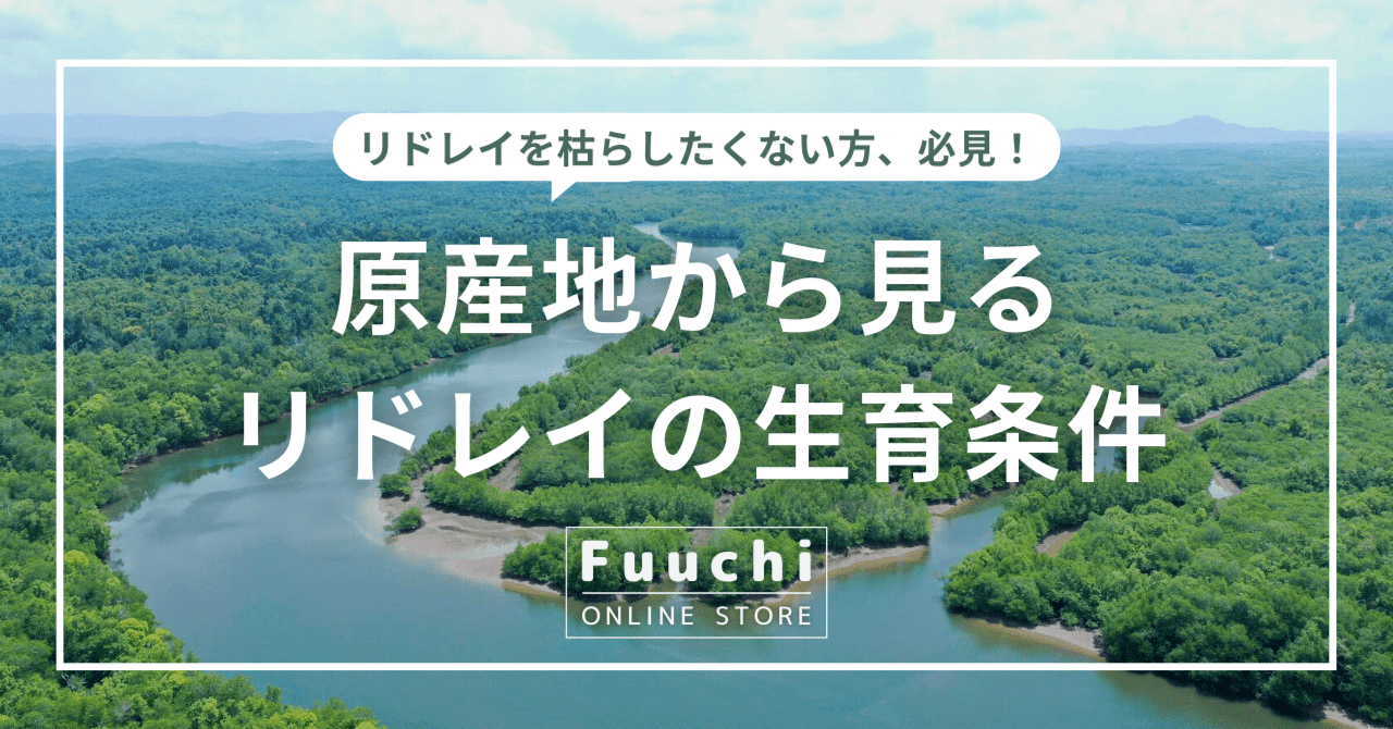 原産地から見るビカクシダ リドレイの生育条件｜Fuuchi