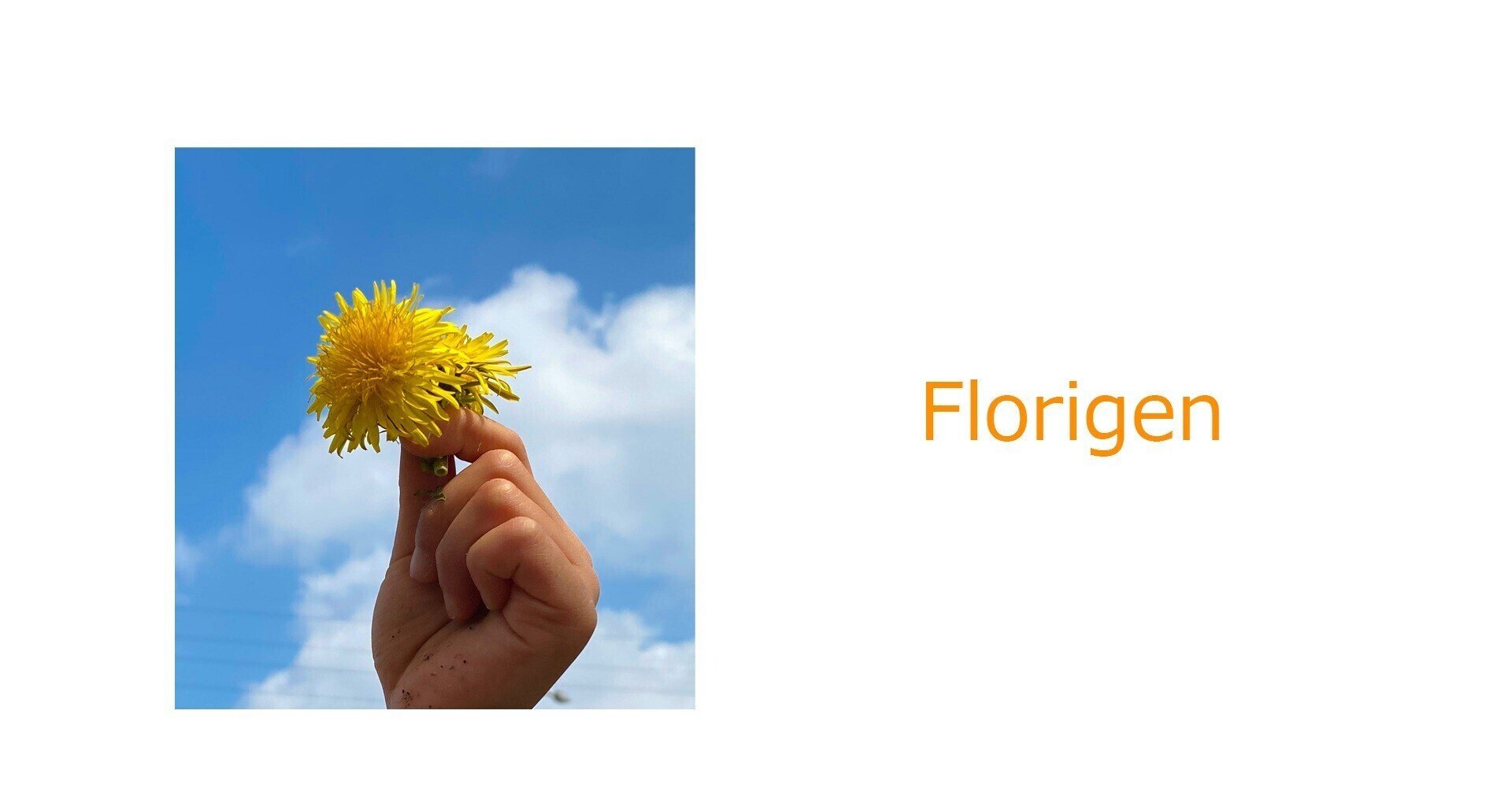 Florigen｜note