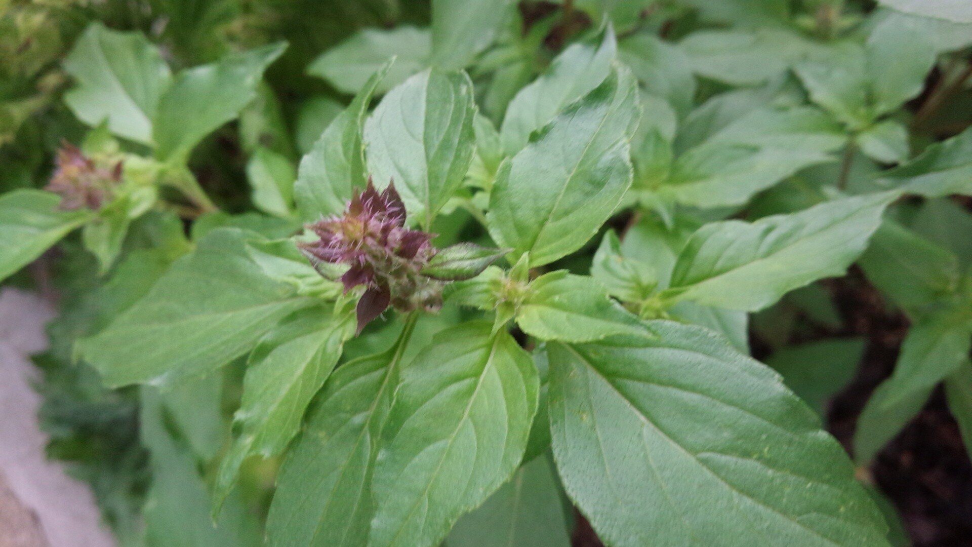 ゆるラジ 第一回 20221128｜ちょこぱん｜note