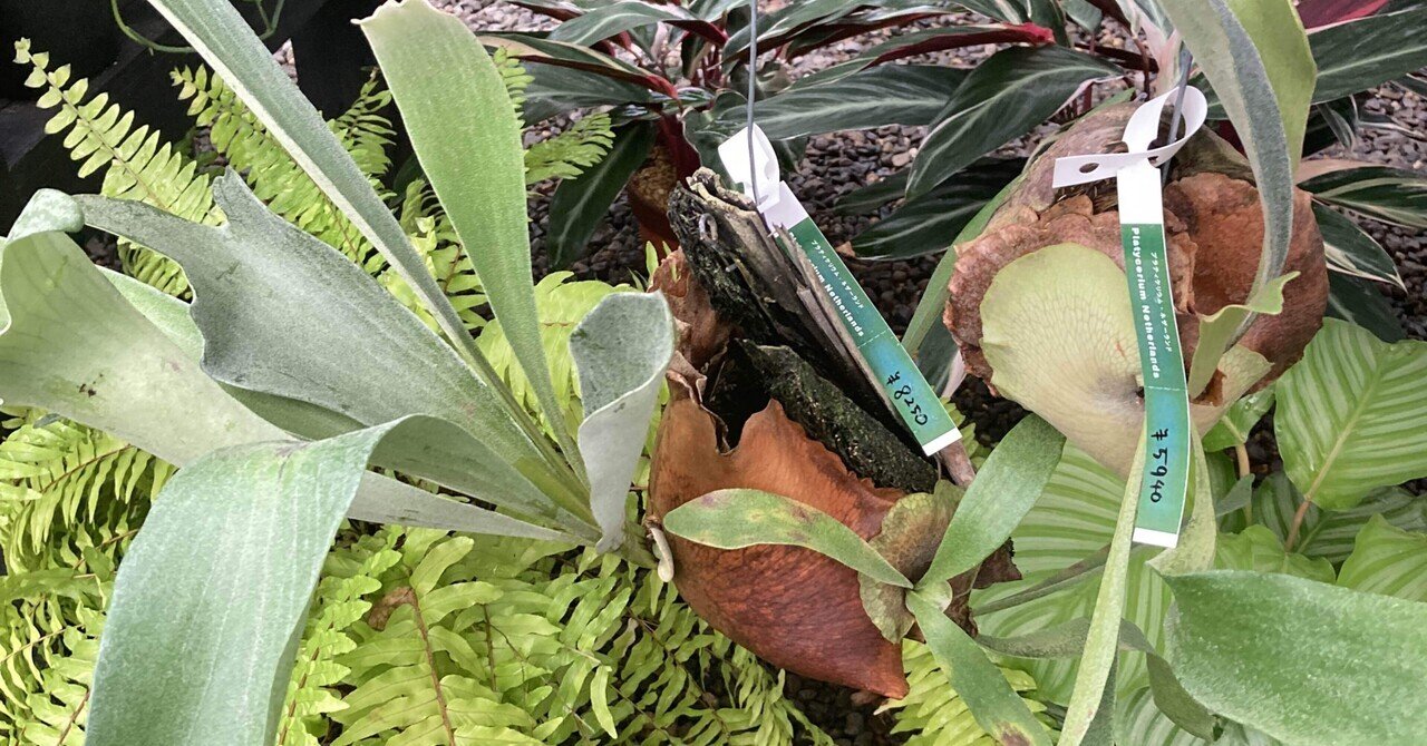 返信の遅い人｜simasima｜note