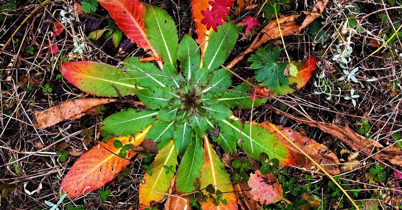 20221128｜たつきち｜note