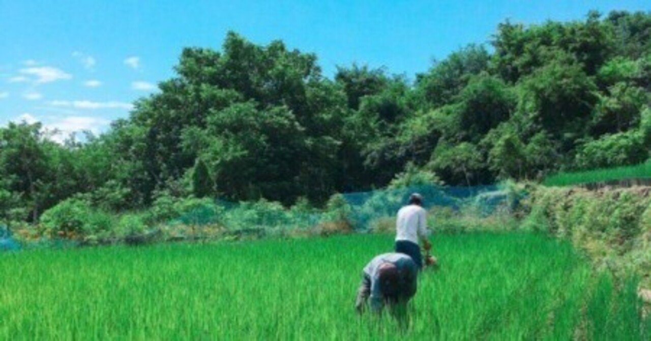 ようやく完成！100％五百万石のどぶろく｜IMADEYA MAGAZINE