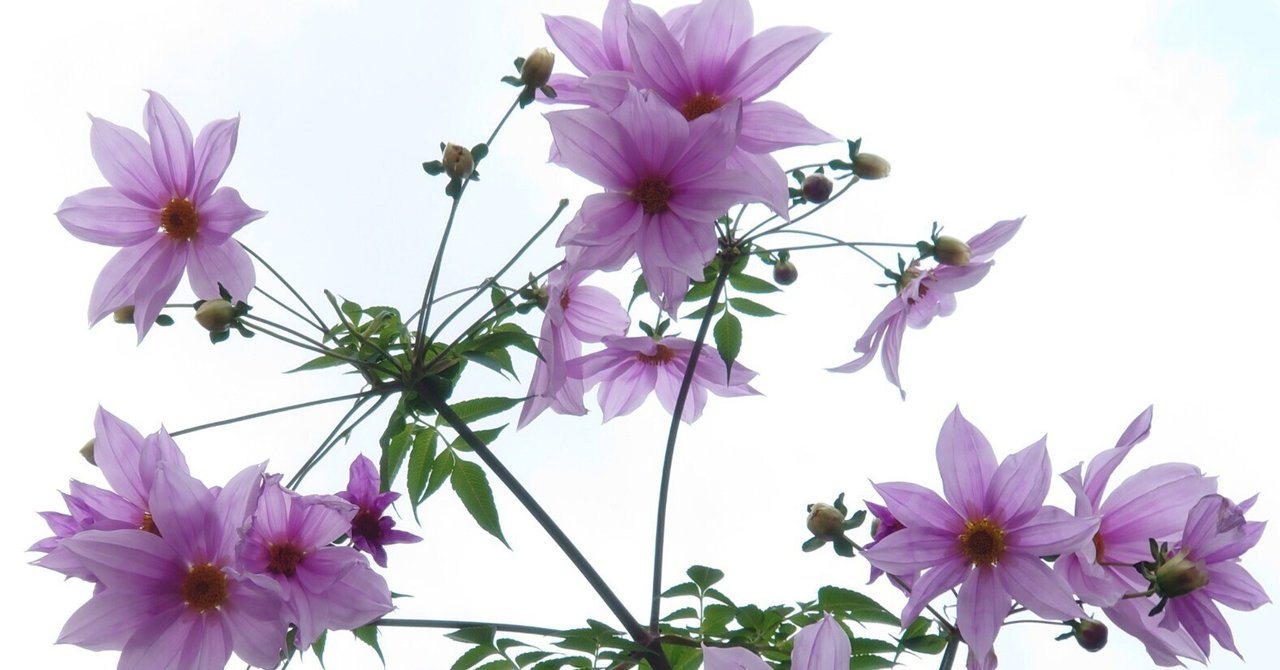 HSP（繊細さん）の自己紹介＊凪紗＊｜＊凪紗＊HSP｜note