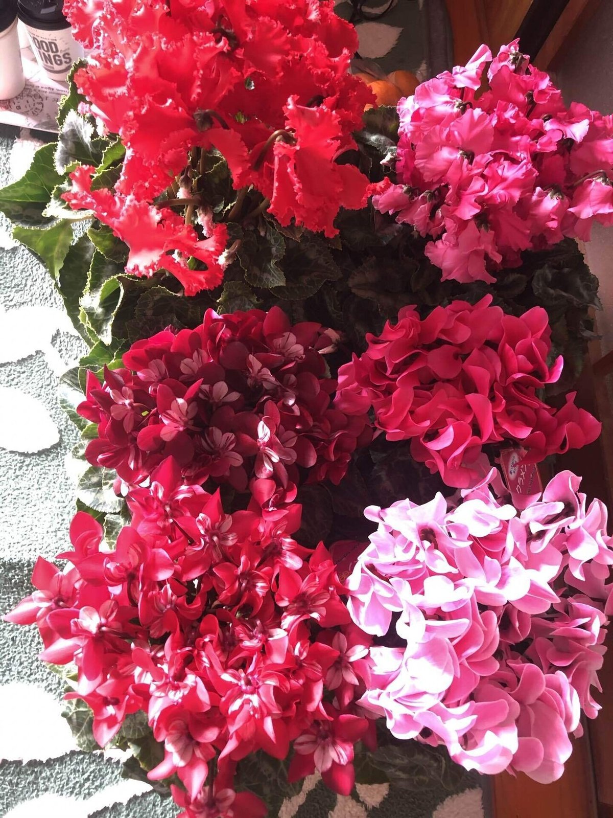 この勢いのまま12月へ突入しまーす♡｜Kanako Angel