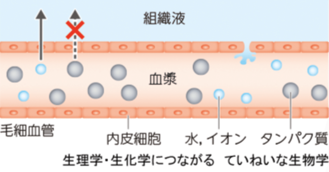 体液循環が身体に変化をもたらす｜kaguyasyuri