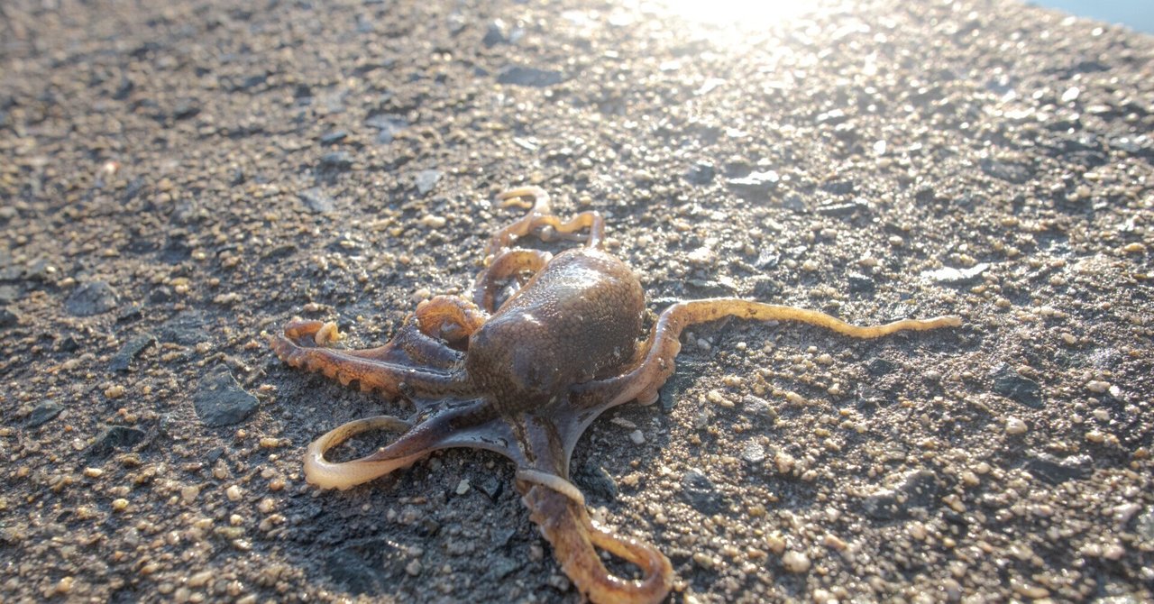 イイダコの写真 Octopus ocellatus Photo｜yohaku_photo