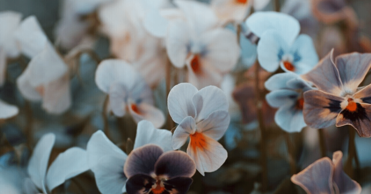 就活におけるSOGI｜renaれな｜note