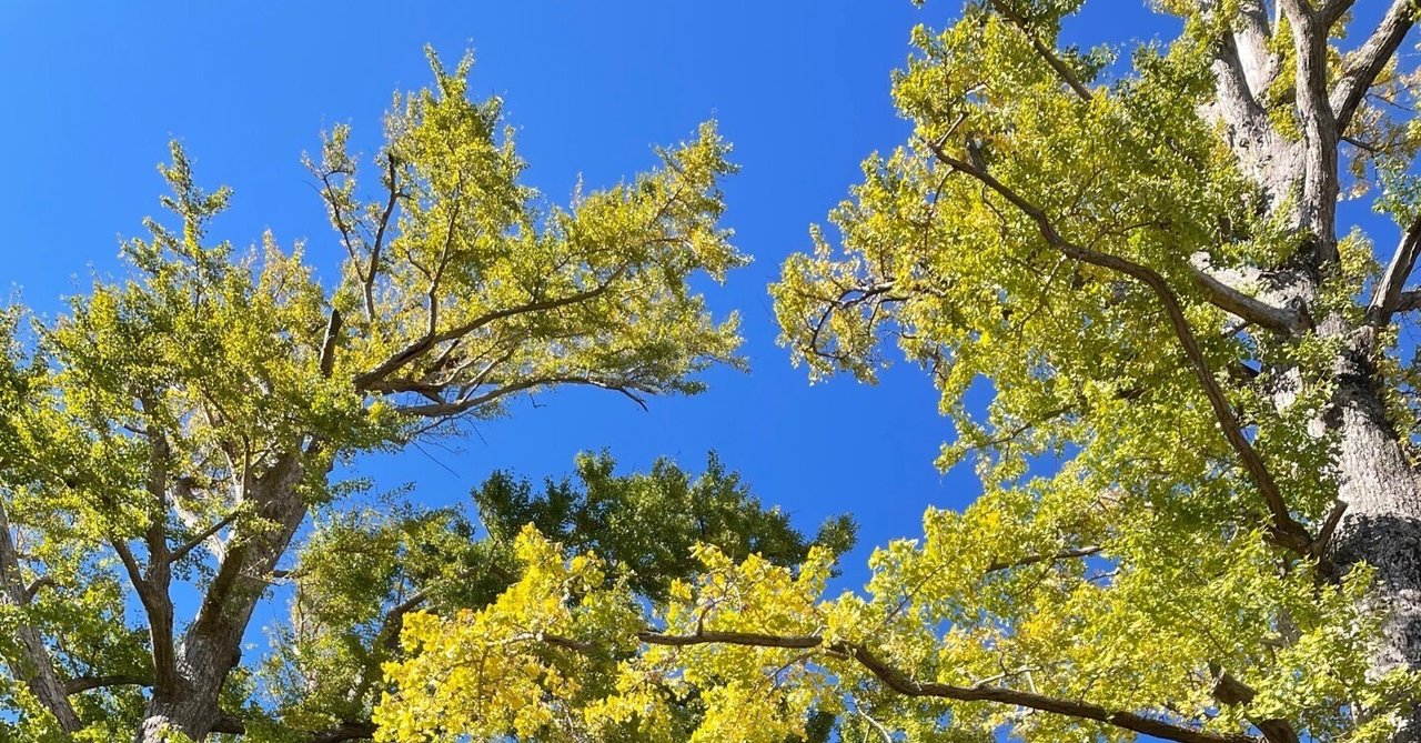 自分に嘘はつけない(つけるけど)｜Etsuko