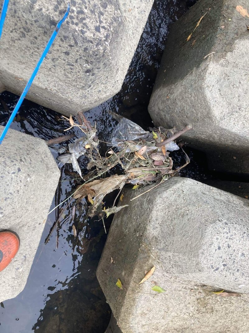 来年はウサギと出会うのかな😹｜jun321｜note