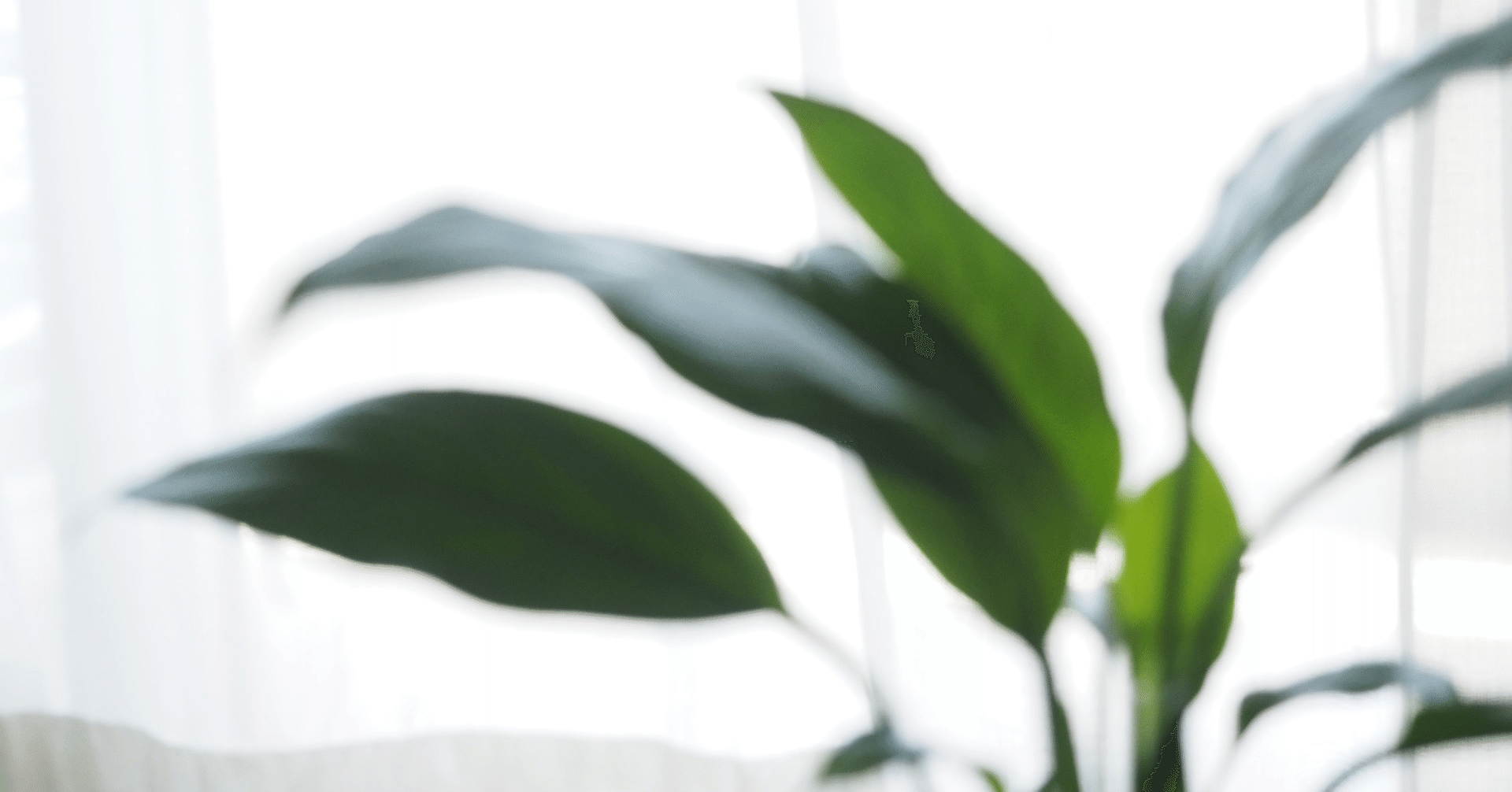 日々のこと｜SLEEPY SHEEP｜note