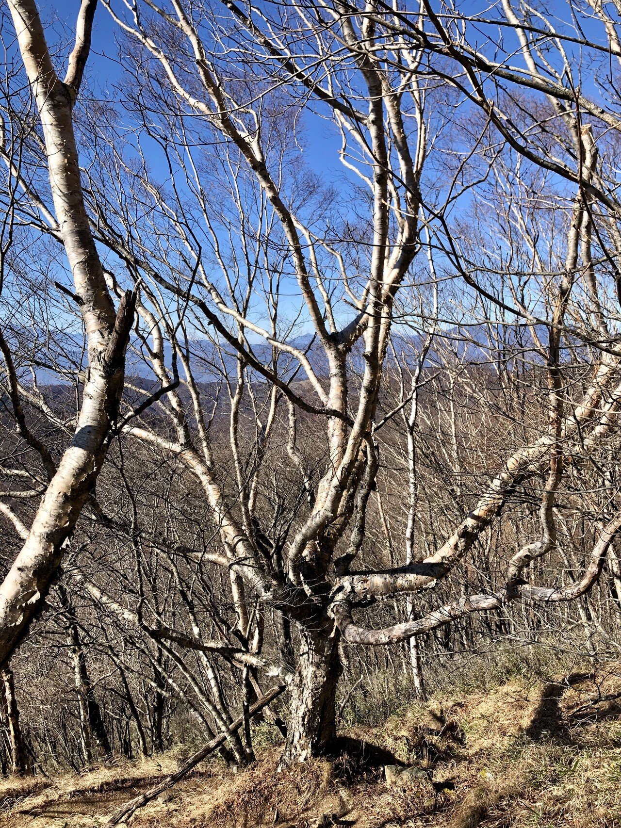 "Knowing" may mask the knowing but it's revealing, unchangeably.｜