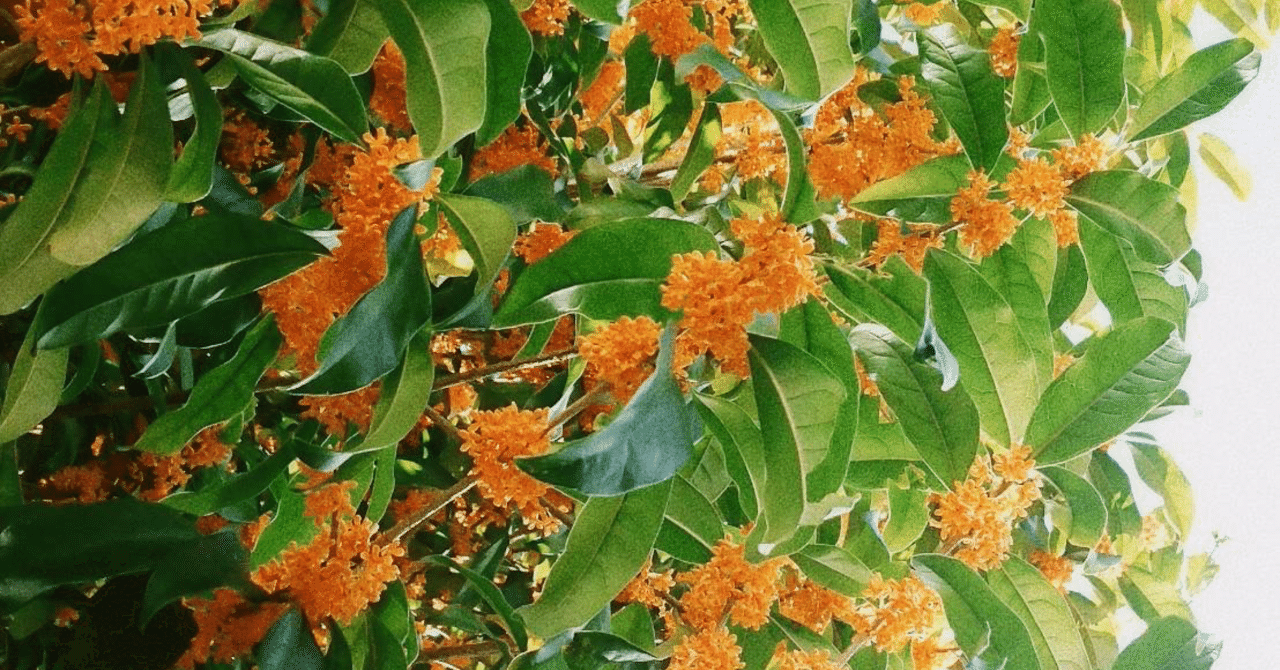 はじめての創作~ハロウィン~、はじめましてのnote｜Reiko