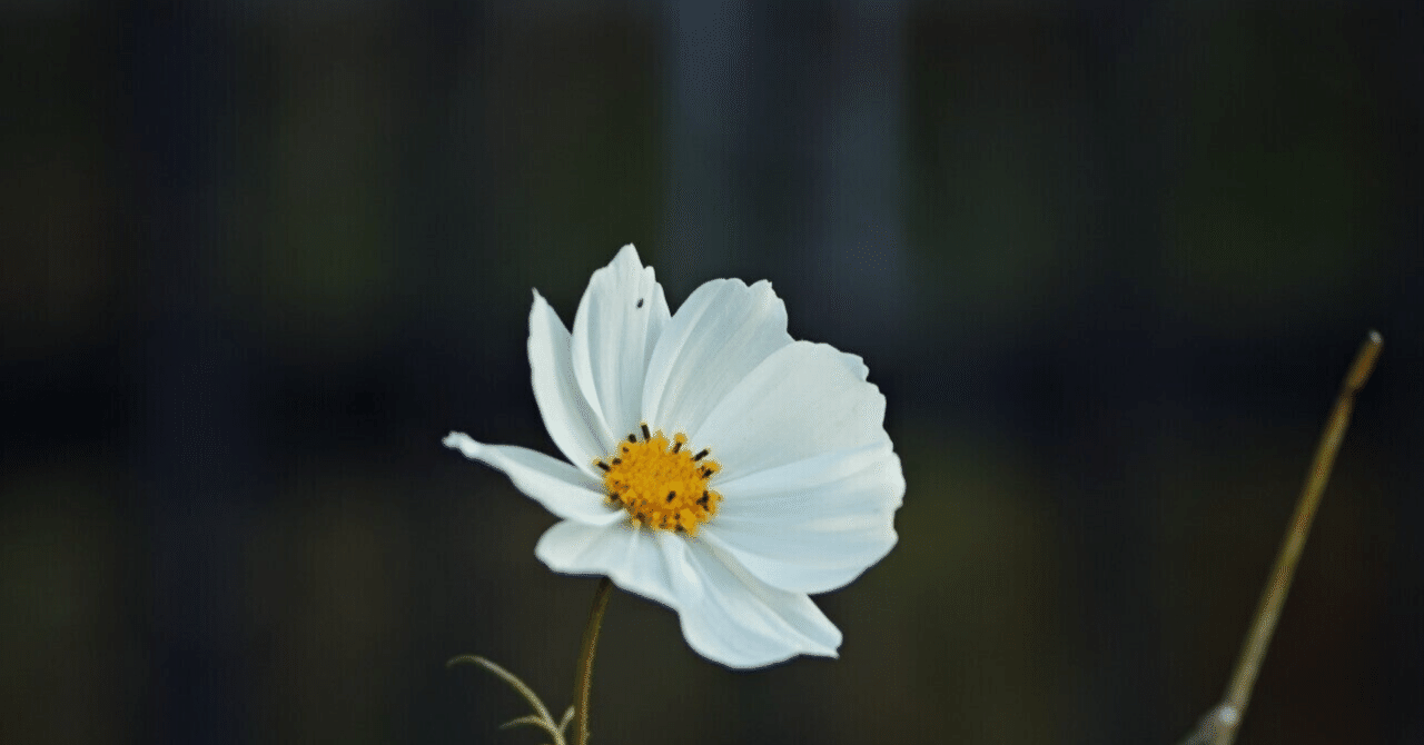 この季節 in BuenosAires｜めいこ