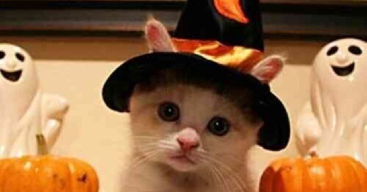 YASUの小心馬券 カペラS2022 危険視候補2頭｜YASUの小心馬券