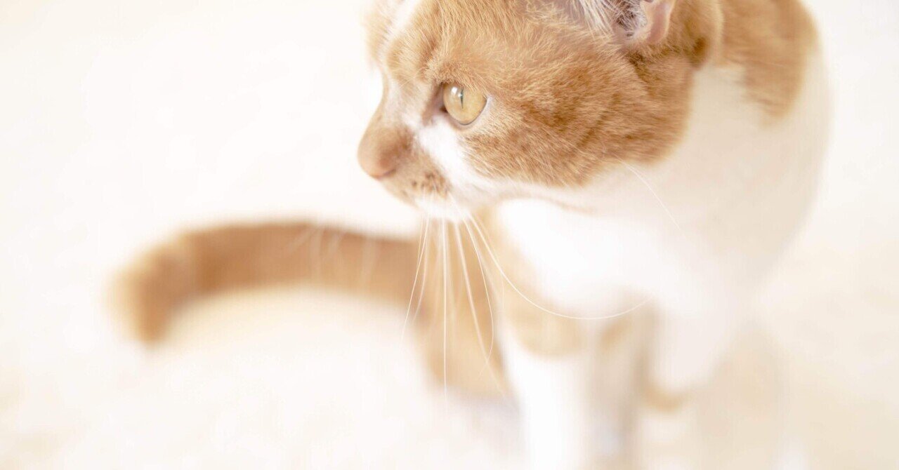 ネコと暮らしておもう、じぶんを大事にする方法｜junko・studio tail