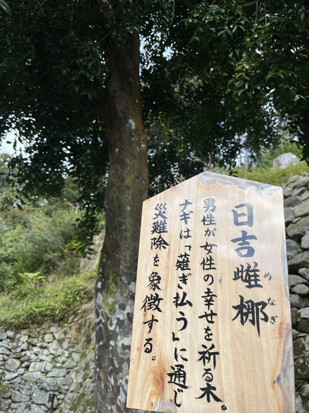 夫婦の木 日吉雌なぎ 雄なぎ／滋賀県大津市日吉大社｜yasuu_kusayan