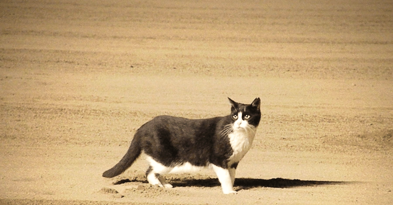 【カペラS 2022】最終追い切り評価🐎｜webwriter_U｜note